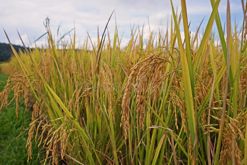 Rice Panicle