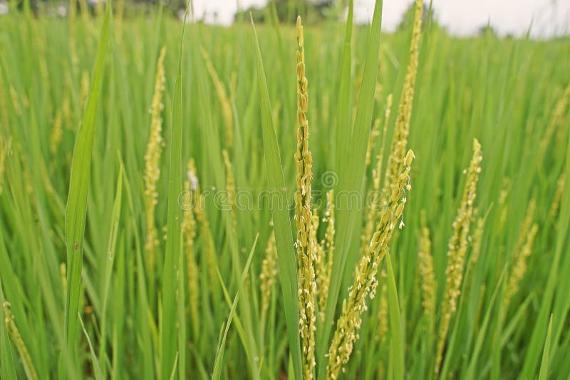 Rice Panicle at Flowering Stage Stock Image - Image of farm, closeup ...