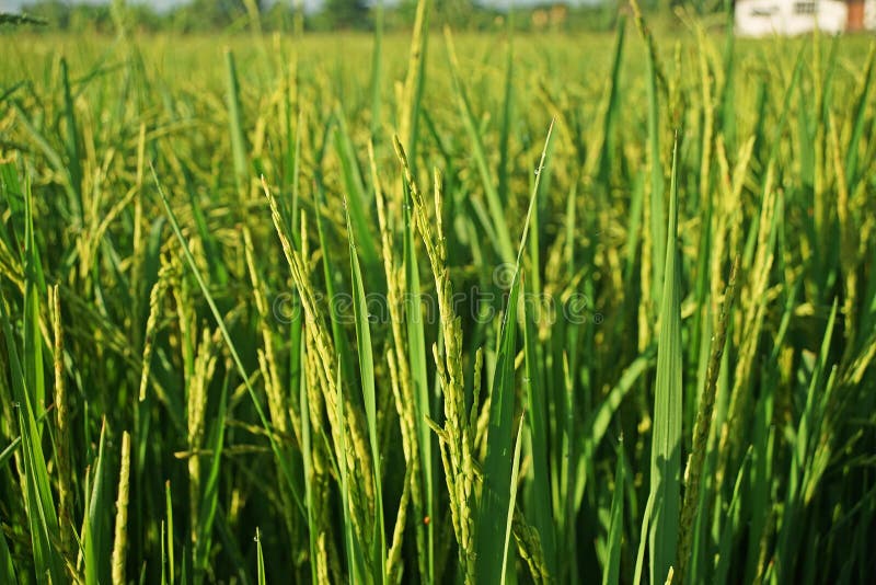 Rice Panicle at Flowering Stage Stock Image - Image of green ...