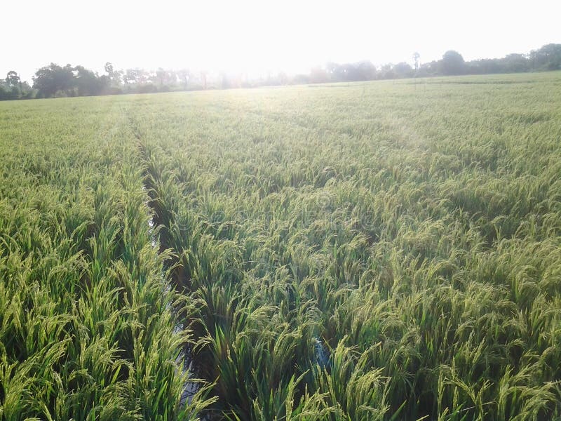 426 Rice Panicle Photos - Free & Royalty-Free Stock Photos from Dreamstime