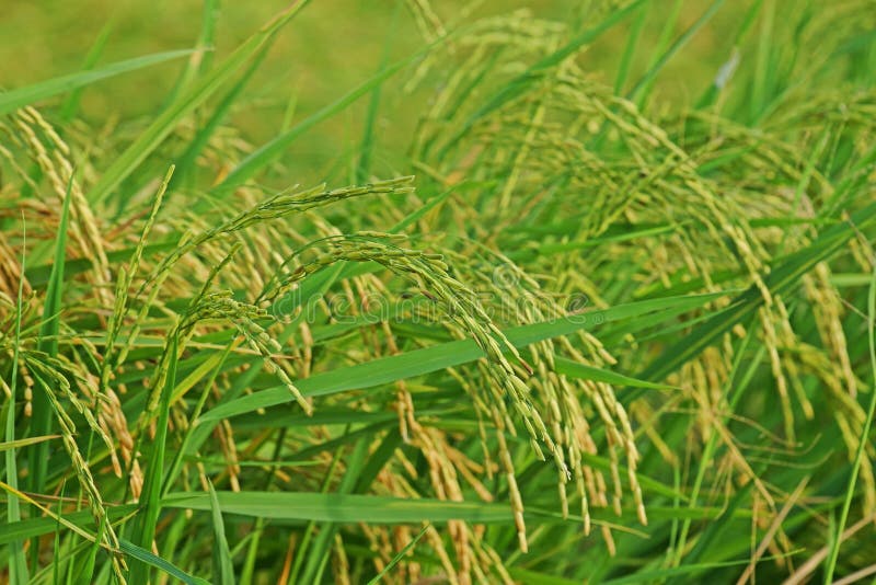 Rice Panicle at Flowering Stage Stock Image - Image of paddy, bloom ...