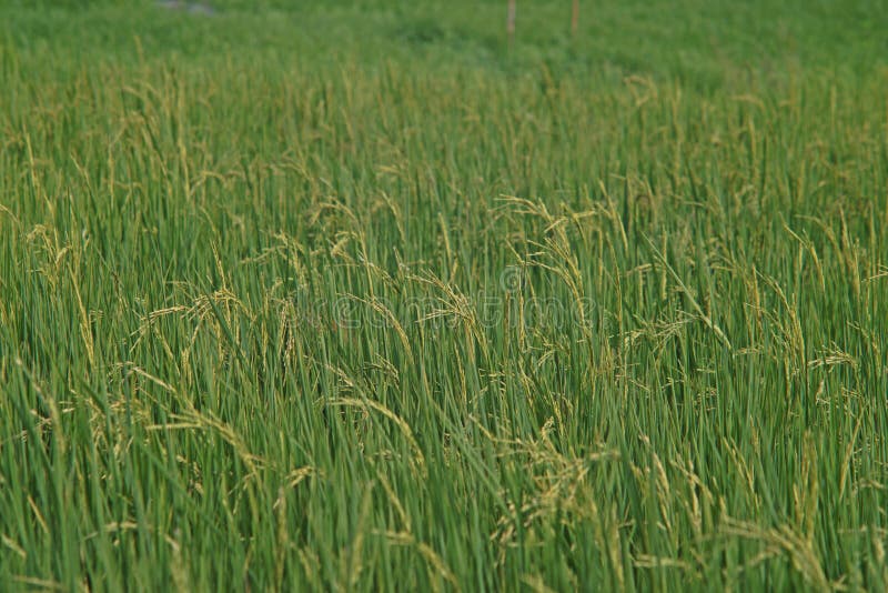 Rice Panicle in Paddy Field Stock Image - Image of culture, natural ...