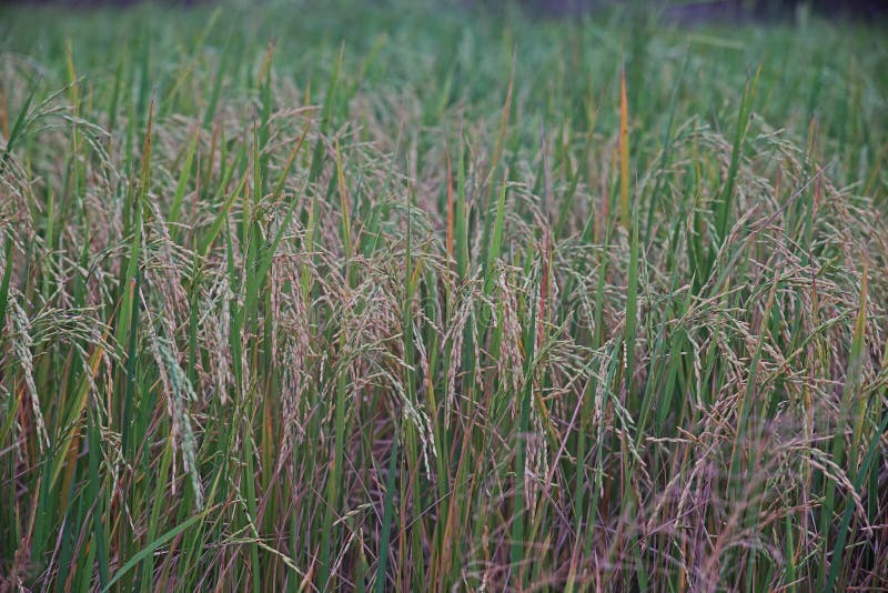 Panicle Rice Stock Photos - Download 351 Royalty Free Photos
