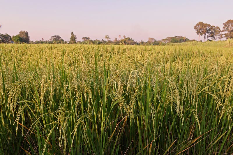 Rice panicle at seed satge stock image. Image of closeup - 112363447