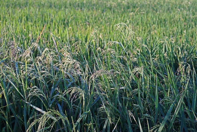 Rice Panicle At Flowering Stage Stock Image - Image of bloom, stage ...