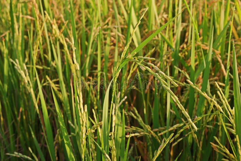 Rice Panicle At Flowering Stage Stock Image - Image of bloom, stage ...