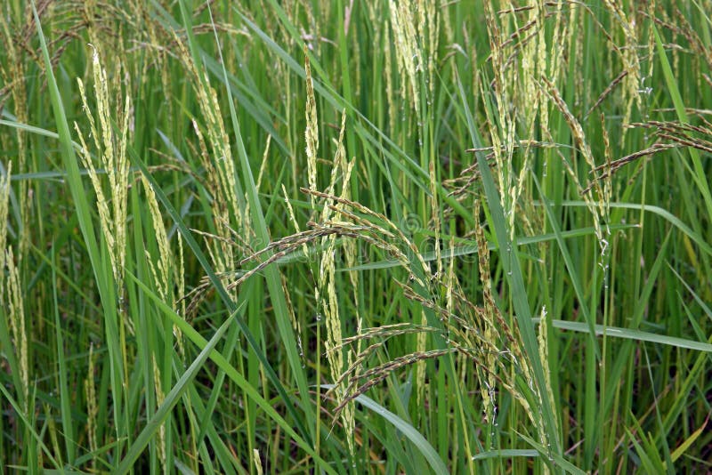Rice Panicle At Flowering Stage Stock Image - Image of paddy, bloom ...