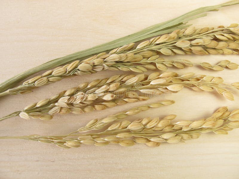 Rice panicles stock image. Image of grain, cereal, panicle - 29292107
