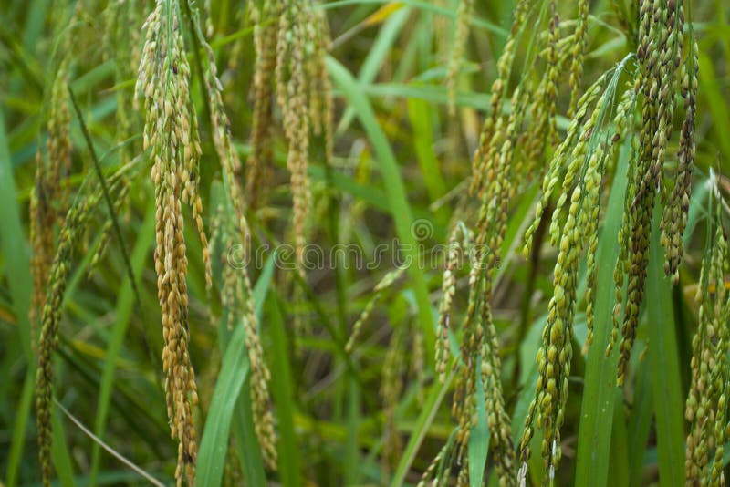 Rice Pants Rice Paddy.ears of Corn Bind Stock Photo - Image of ripe ...