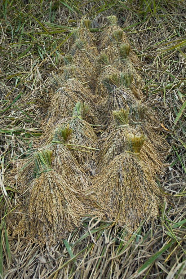 Rice Pants Rice Paddy.ears of Corn Bind. Stock Image - Image of nature ...