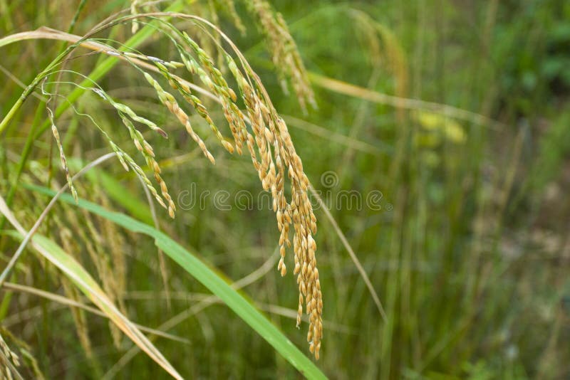 Rice Pants Rice Paddy.ears of Corn Bind Stock Image - Image of farm ...