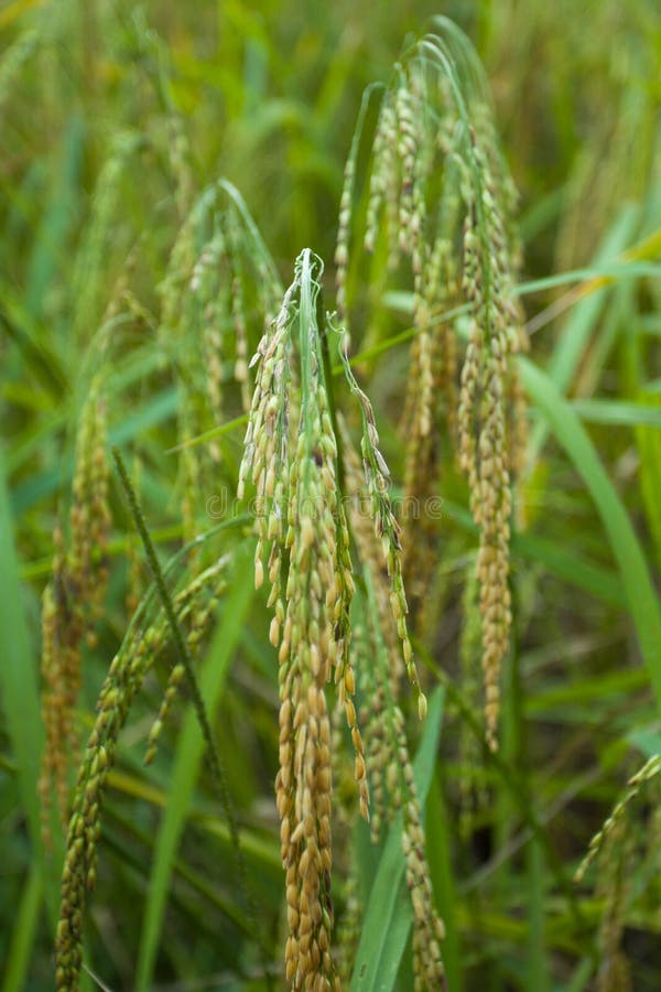 Paddy and Corn Feed in Clear Plastic Bags for Use As Animal Feed ...