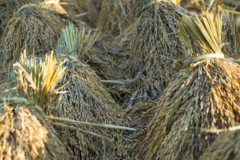 Rice Pants Rice Paddy.ears of Corn Bind Stock Photo - Image of farmland ...