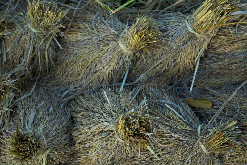 Rice Pants Rice Paddy.ears of Corn Bind Stock Photo - Image of plant ...