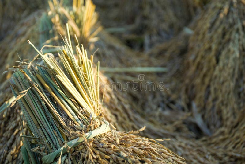 Rice Pants Rice Paddy.ears of Corn Bind Stock Image - Image of farm ...