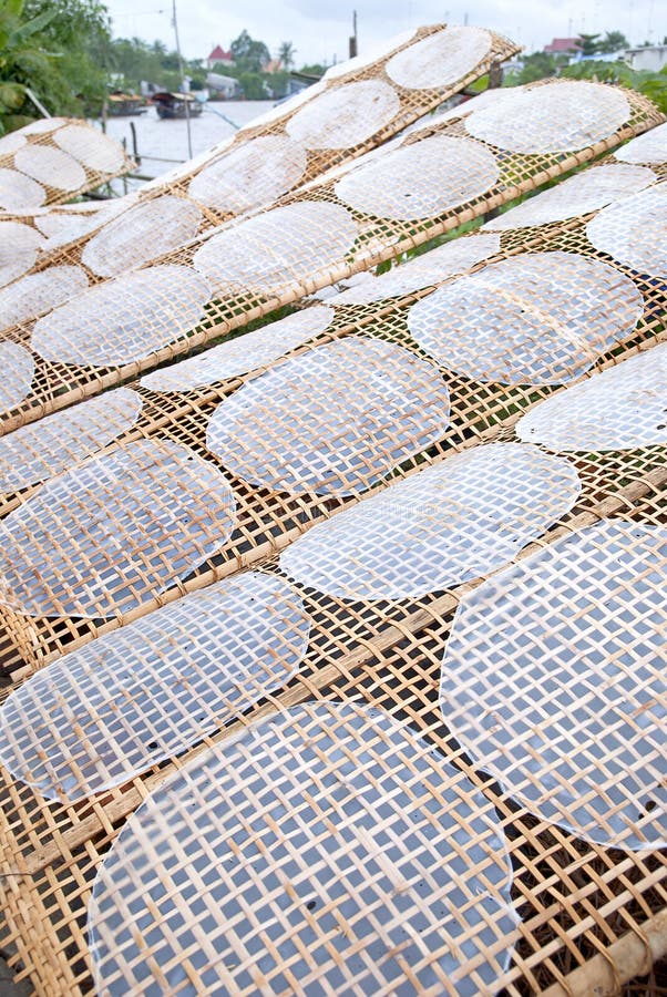 Rice paddy stock photo. Image of nature, crop, mountain - 10961024