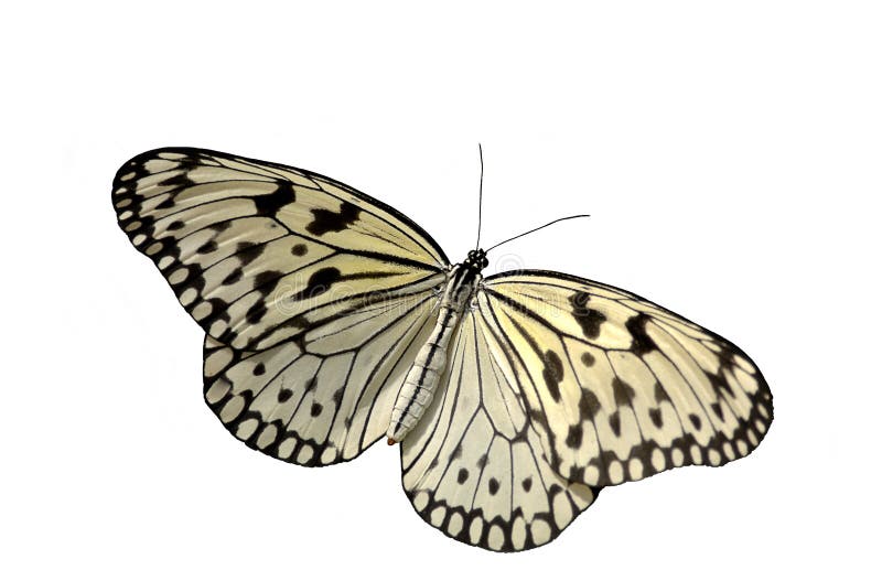 Rice Paper Butterfly stock image. Image of delicate, lepidoptera - 235571