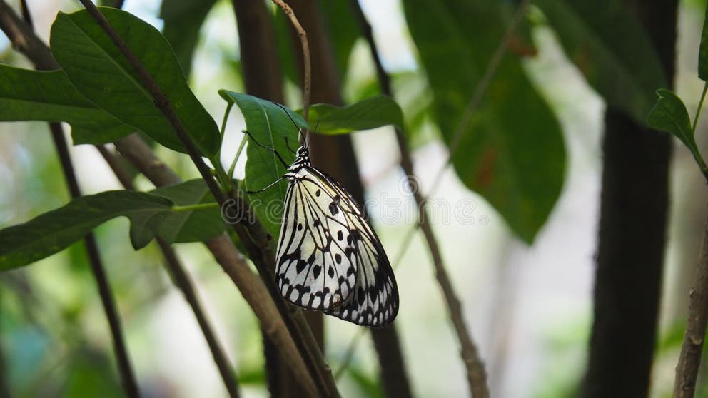 Rice Paper Butterfly Hangs from Branch Stock Image - Image of ...