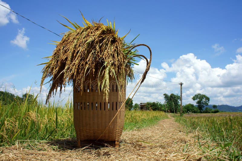 Rice Papoose on the Paddy Field Stock Photo - Image of colour ...