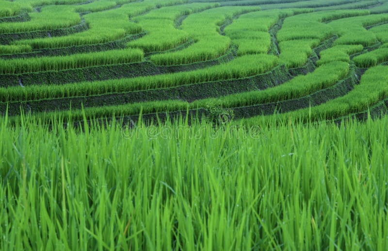 Rice pattern stock photo. Image of mountain, rice, pattern - 86002220
