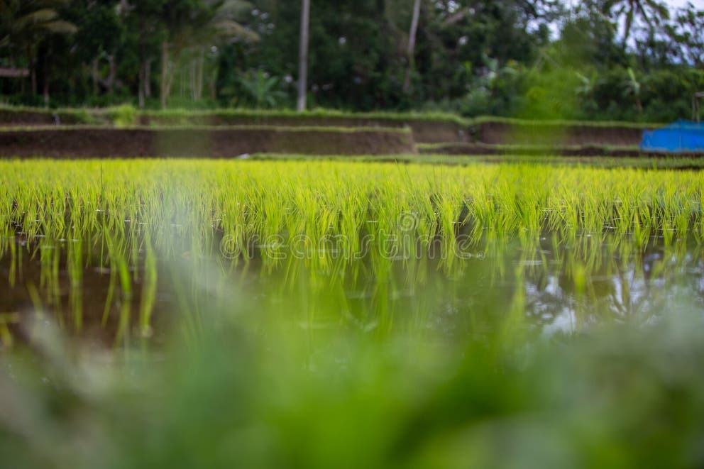 A Rice patty growing stock image. Image of grass, majestic - 272037359