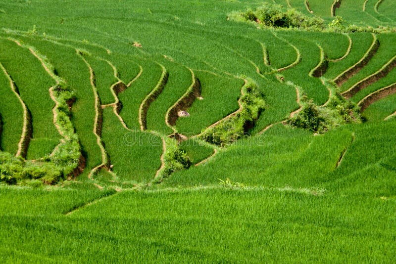 Rice patty terraces stock image. Image of farmer, paddies - 16080187