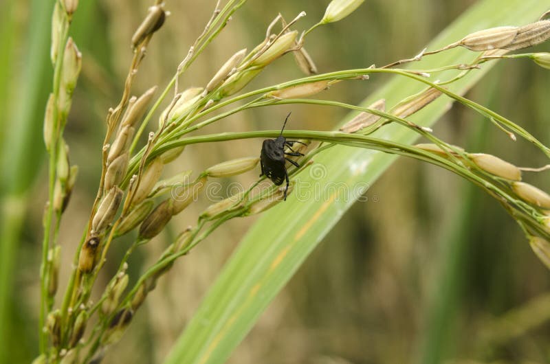 Rice pests stock photo. Image of outdoor, java, wildlife - 85664932