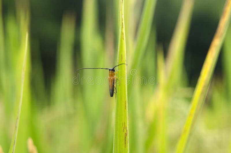 Rice pests stock image. Image of damselfly, destructive - 85664821