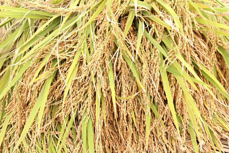 Rice Picked Up after Cutting Stock Image - Image of sapa, field: 35511603