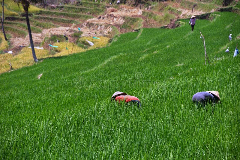 Rice Pickers Stock Photos - Free & Royalty-Free Stock Photos from ...