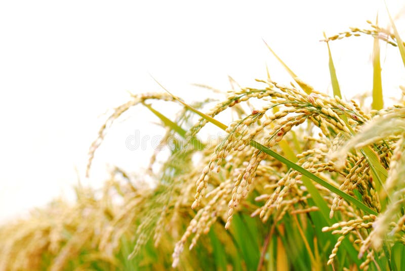 Rice field stock image. Image of rice, landscape, flora - 10819507