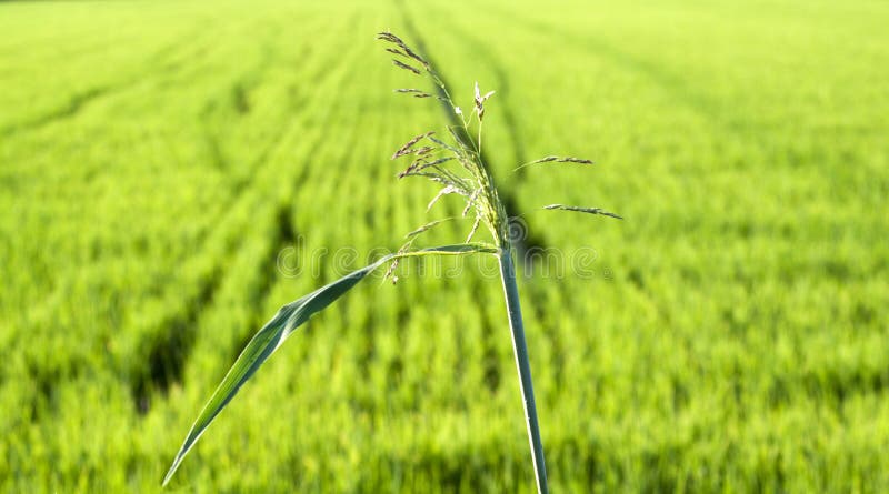 Rice plant stock image. Image of close, cultivate, field - 15057529