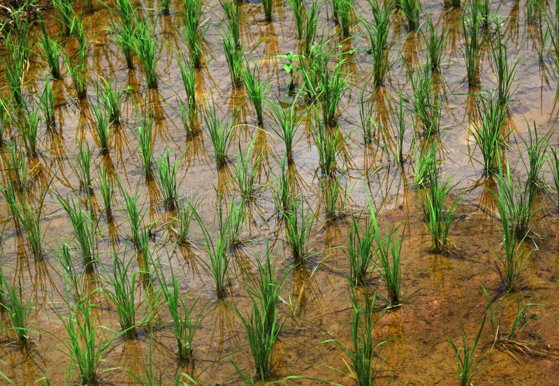 Rice plant stock image. Image of agriculture, field, grain - 11178619