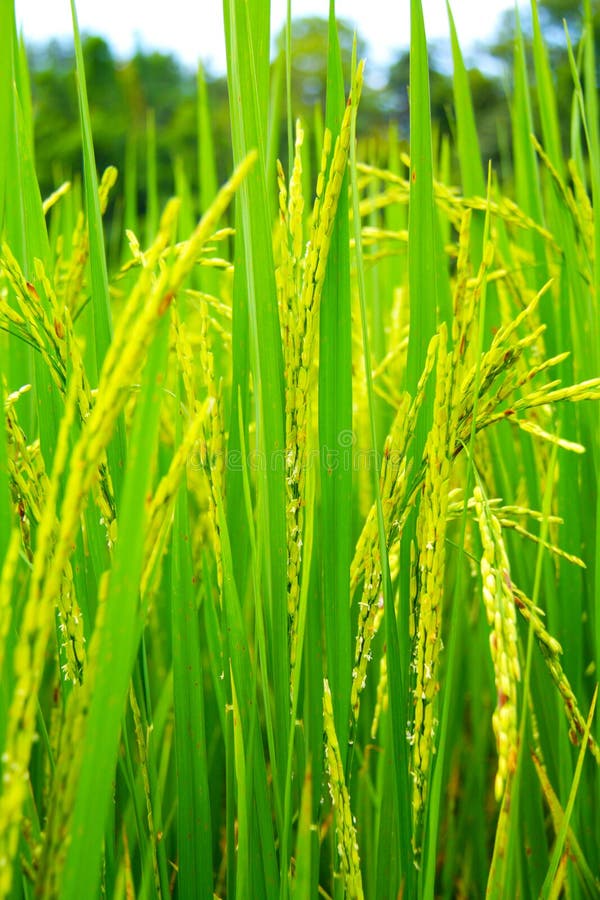 Rice plant stock image. Image of farm, macro, harvest - 16455781