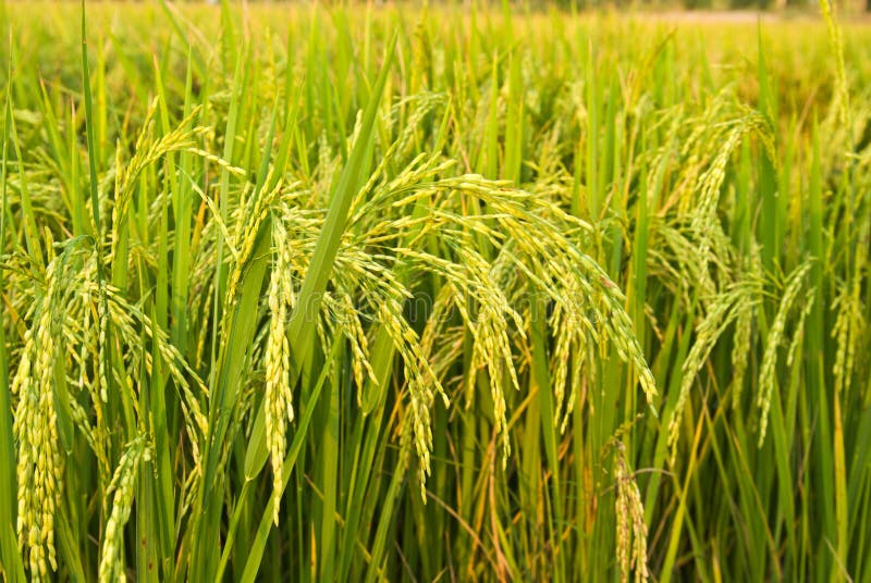 Rice plant stock image. Image of idyllic, husk, leaf - 19275503