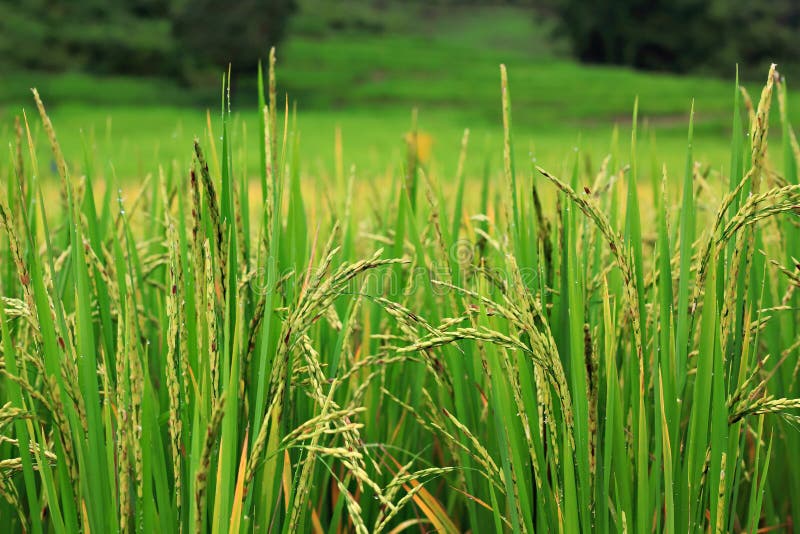 Rice plant stock image. Image of agriculture, field, grain - 11178619