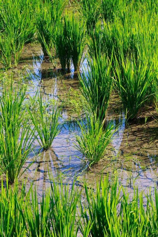 Young Rice Plant Stock Photos - Download 5,839 Royalty Free Photos