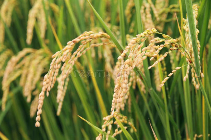 Rice plant stock photo. Image of plant, detail, plantation - 22689420