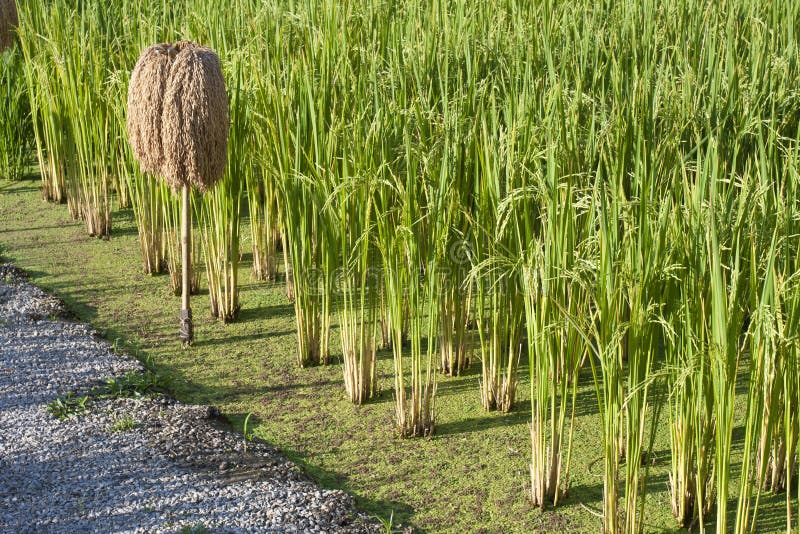 Rice grain stock photo. Image of farmer, equipment, textured - 19762632