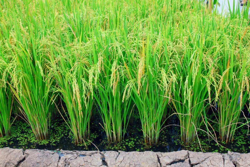 Rice Plant Stock Photography - Image: 24412172