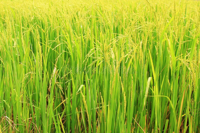 Rice plant stock image. Image of oriental, crop, field - 25994319