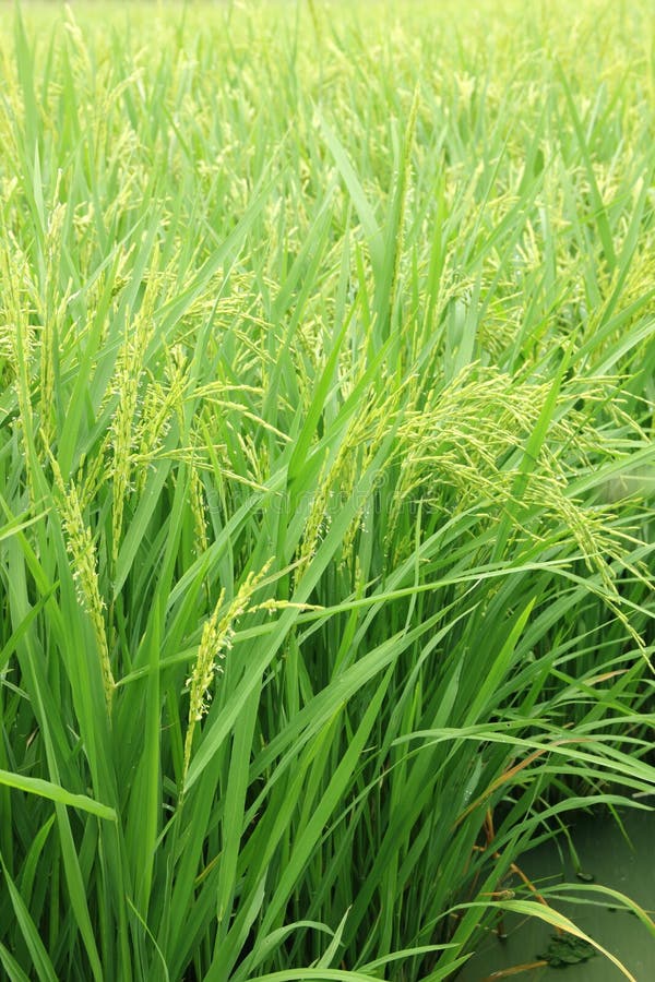Rice plant stock photo. Image of nature, delicious, harvest - 26045490