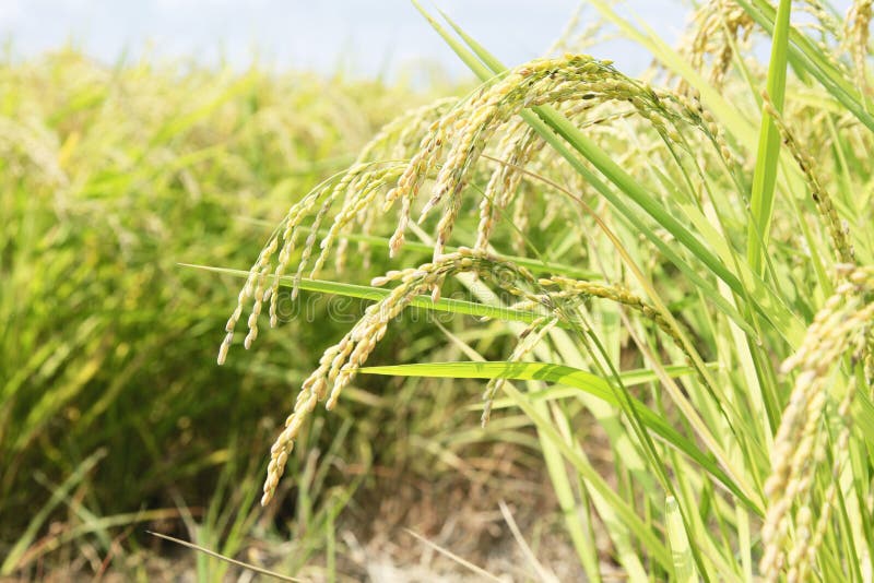 Rice plant stock photo. Image of rice, scenic, crop, farm - 28359186