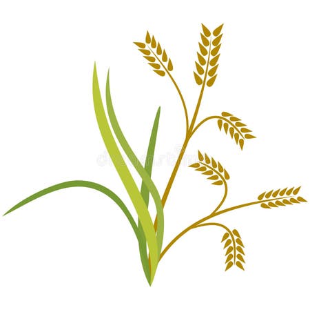 Rice Stalks Stock Illustrations – 1,558 Rice Stalks Stock Illustrations ...