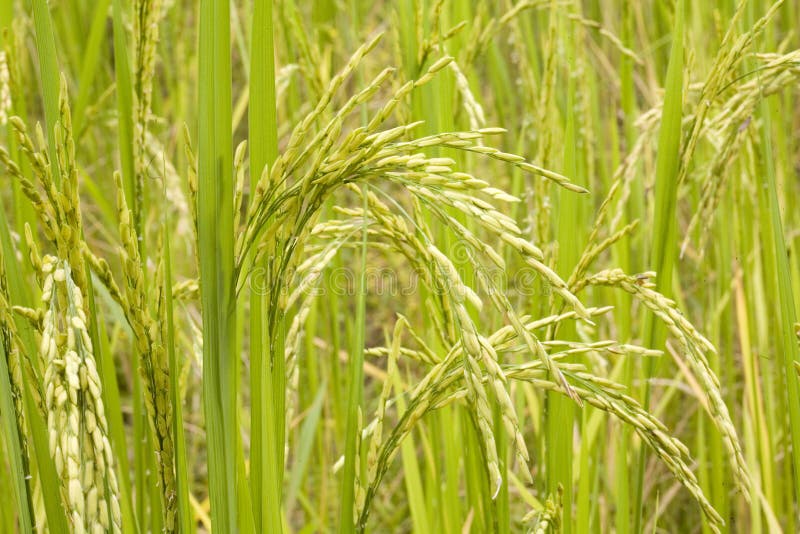 Rice plant stock image. Image of thailand, life, main - 4694283