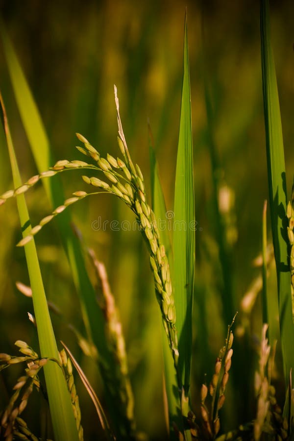 Green Rice Plant Agriculture Field Closeup Jasmine Rice Seed. FILE ...