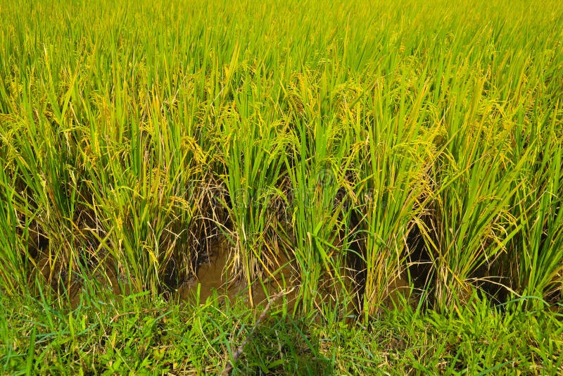 Rice Plant Agriculture Field in Indonesia Rice Plant Agriculture Field ...