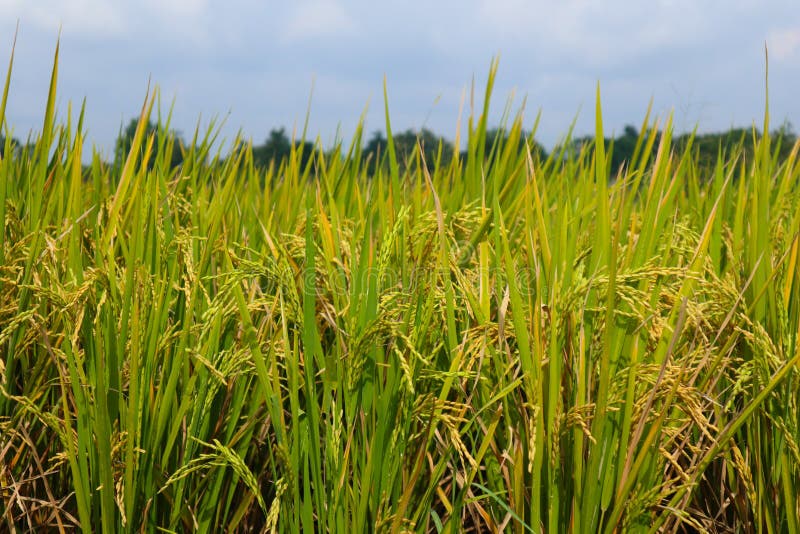 Rice Plant Agriculture Field in Indonesia Rice Plant Agriculture Field ...