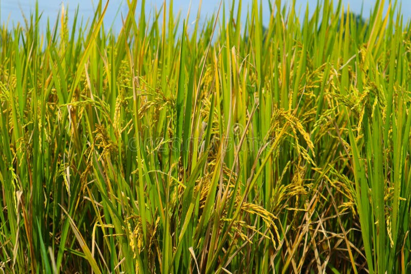 Rice Plant Agriculture Field in Indonesia Rice Plant Agriculture Field ...