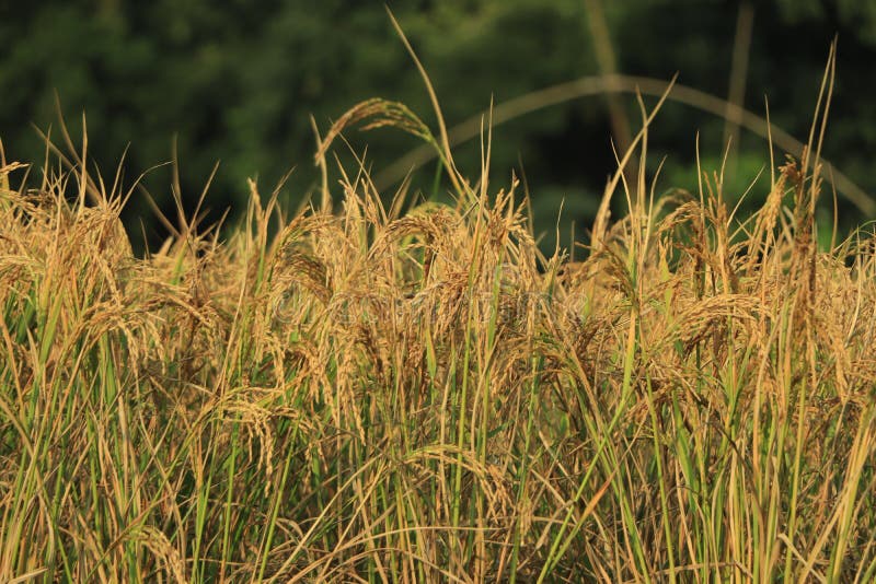Rice Plant Brown Ears Ready Cut Stock Photos - Free & Royalty-Free ...